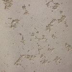 Golmex | Meoded Paint and Plaster